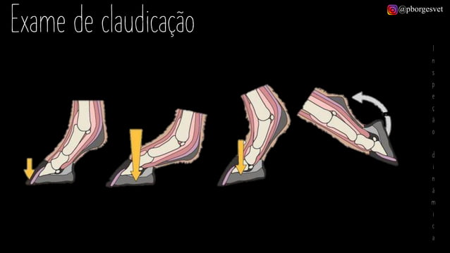 Anatomia do membro distal do equino aplicada ao diagnóstico de ...