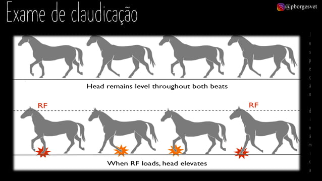 Anatomia do membro distal do equino aplicada ao diagnóstico de ...