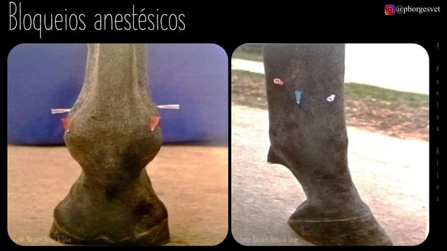 Anatomia do membro distal do equino aplicada ao diagnóstico de ...