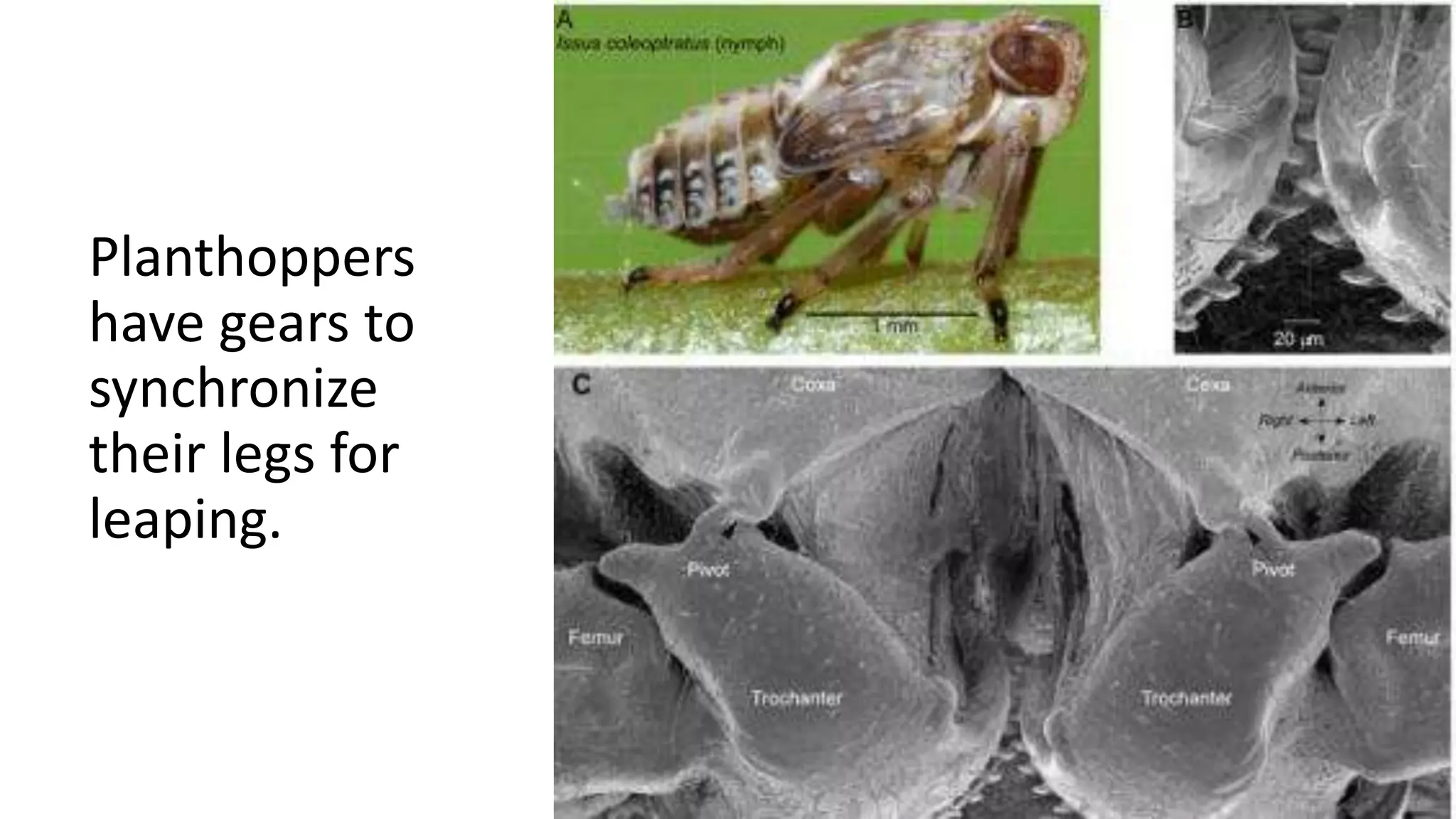 Paley's Analogy | PPTX