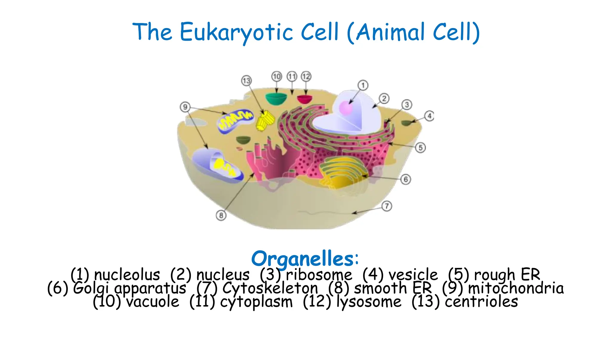 Structure of Prokaryotic and Eukaryotic cells Cells.ppt