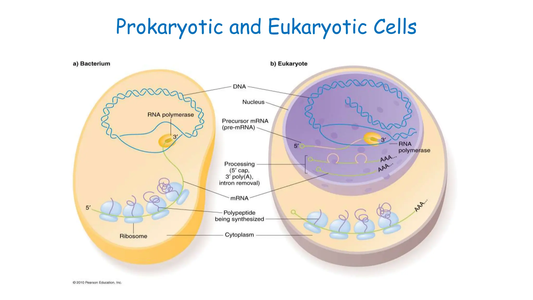 Structure of Prokaryotic and Eukaryotic cells Cells.ppt