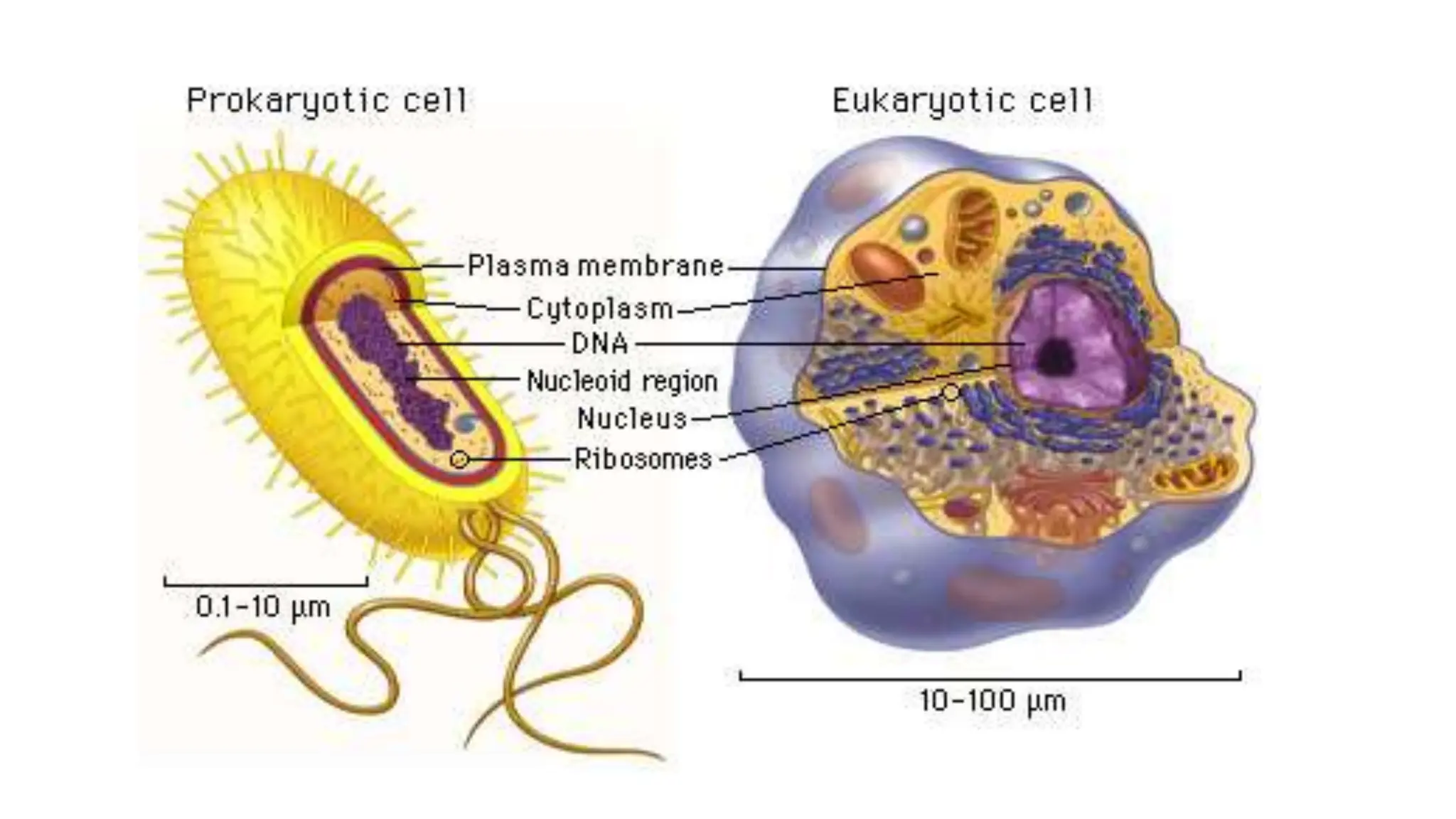 Structure of Prokaryotic and Eukaryotic cells Cells.ppt