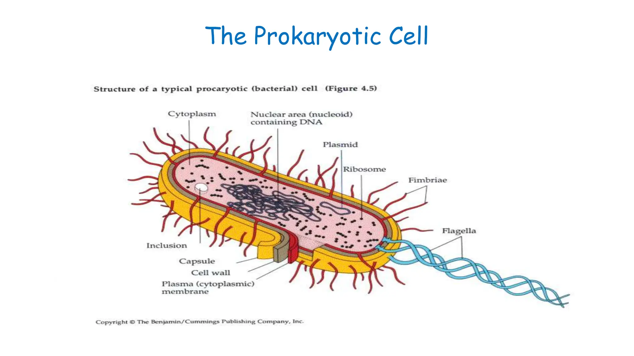 Structure of Prokaryotic and Eukaryotic cells Cells.ppt