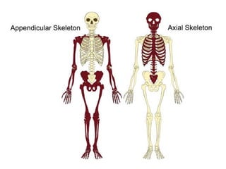 Palliation of bone metastases | PPT
