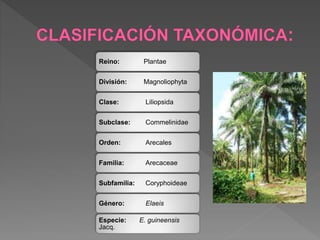 Palma africana | PPTX
