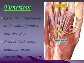 Palmar Aponeurosis by Amna Shaheen.ppt