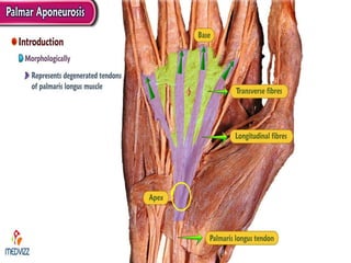 Palmar Aponeurosis by Amna Shaheen.ppt