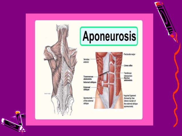 Palmar Aponeurosis by Amna Shaheen.ppt