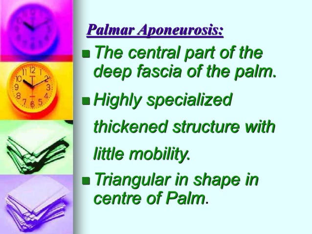 Palmar Aponeurosis by Amna Shaheen.ppt