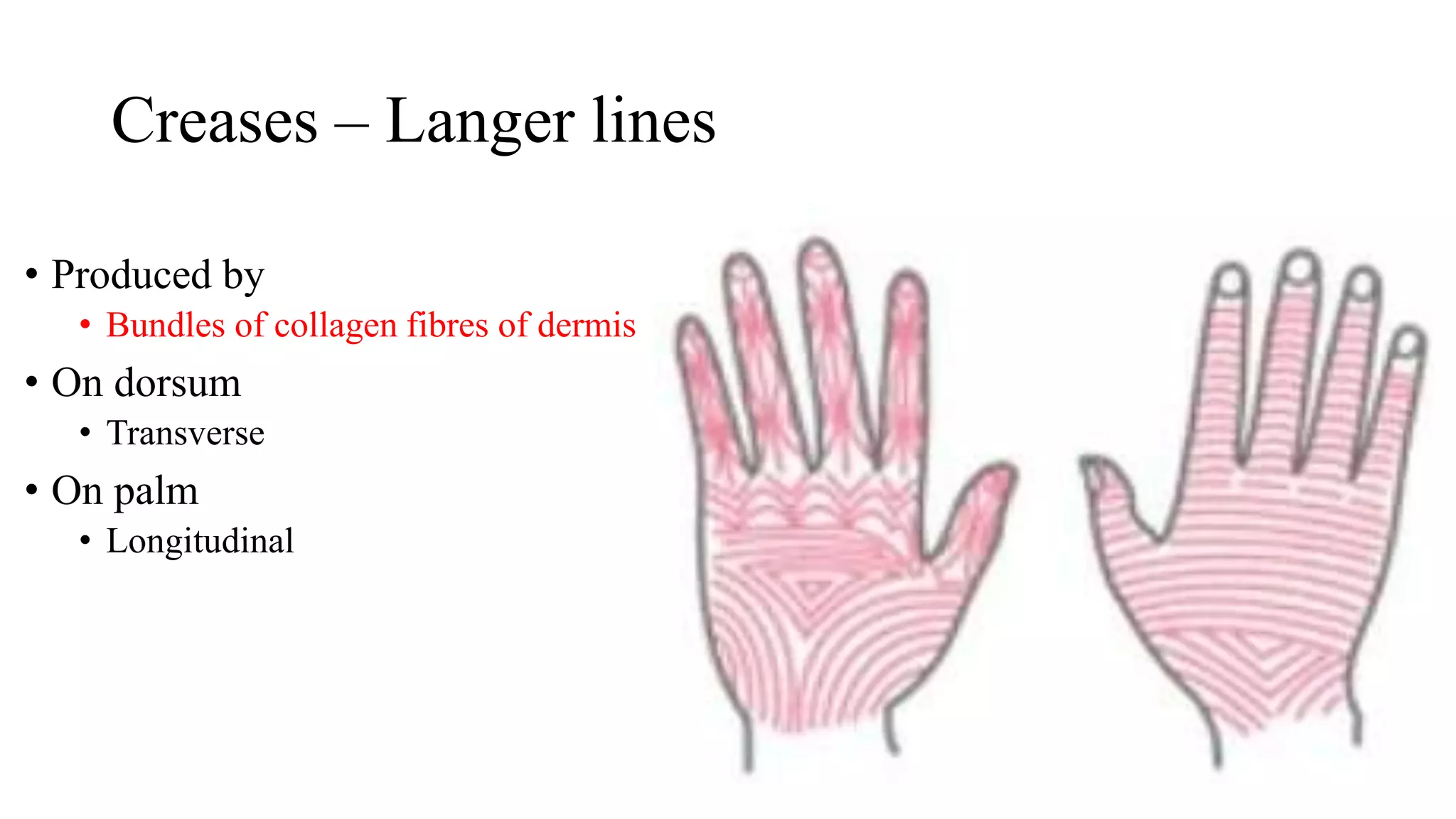 palmar aponeurosis & muscles.pptx