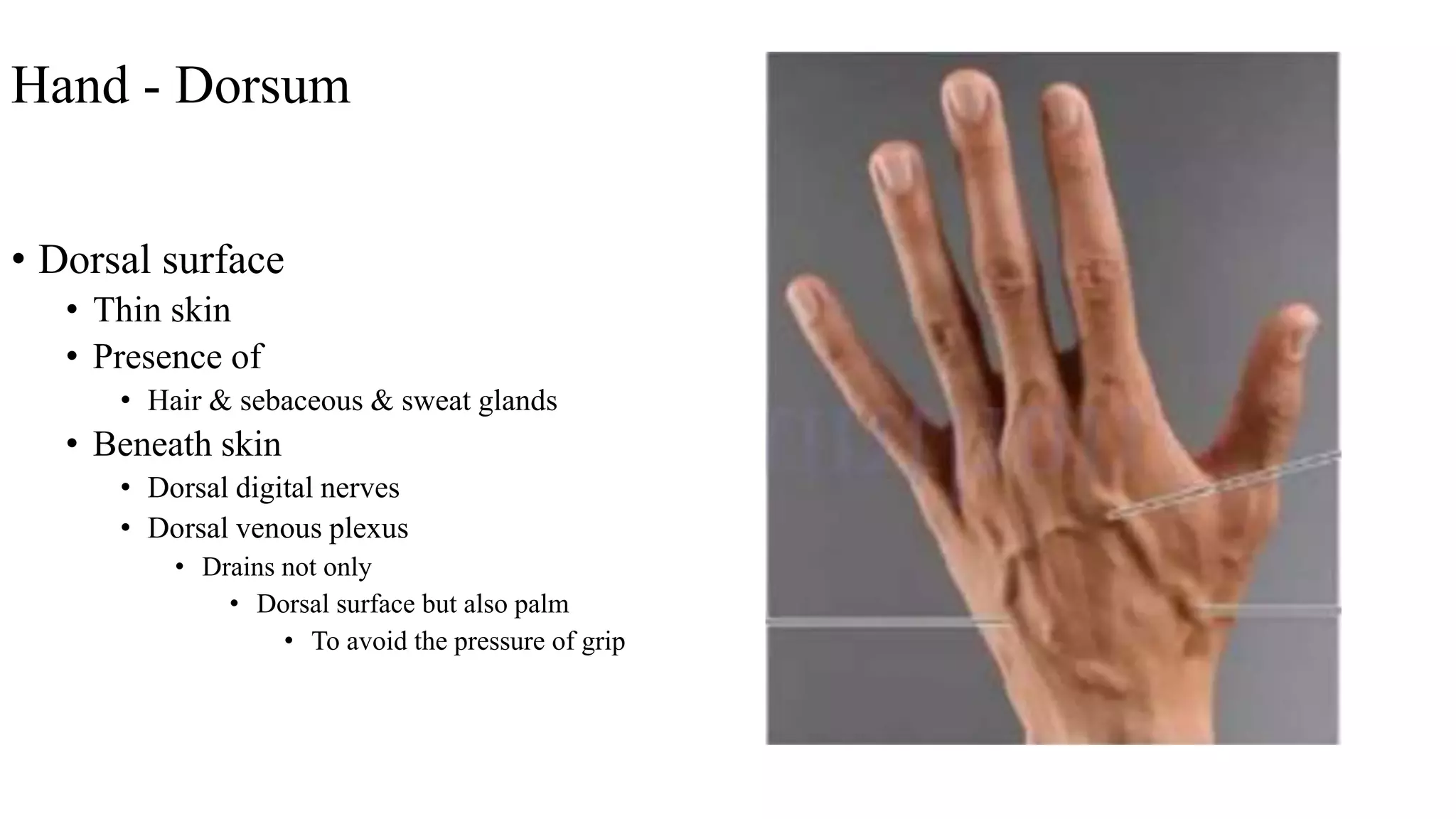 palmar aponeurosis & muscles.pptx