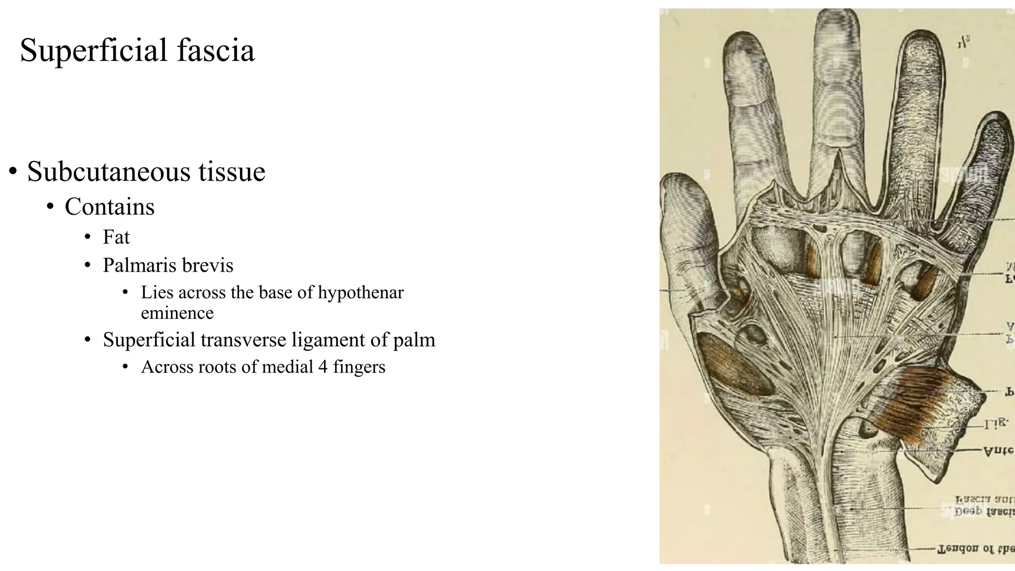 palmar aponeurosis & muscles.pptx
