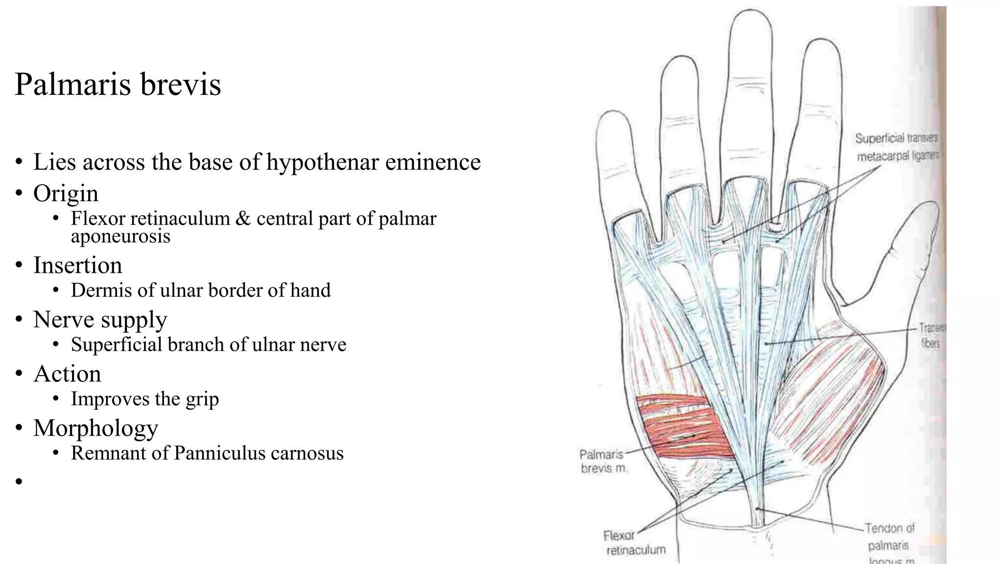 palmar aponeurosis & muscles.pptx
