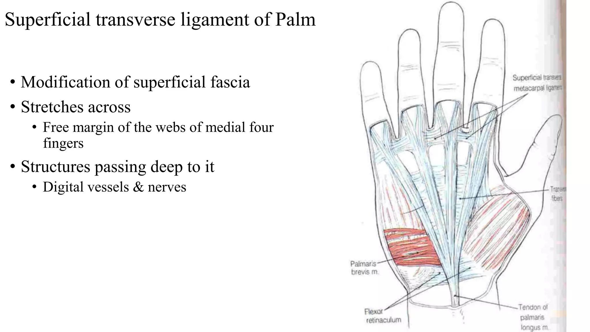 palmar aponeurosis & muscles.pptx