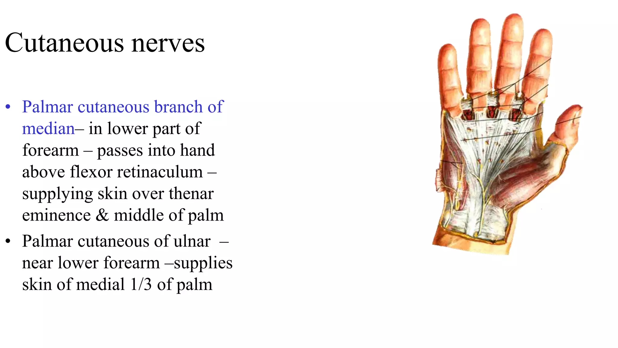 palmar aponeurosis & muscles.pptx