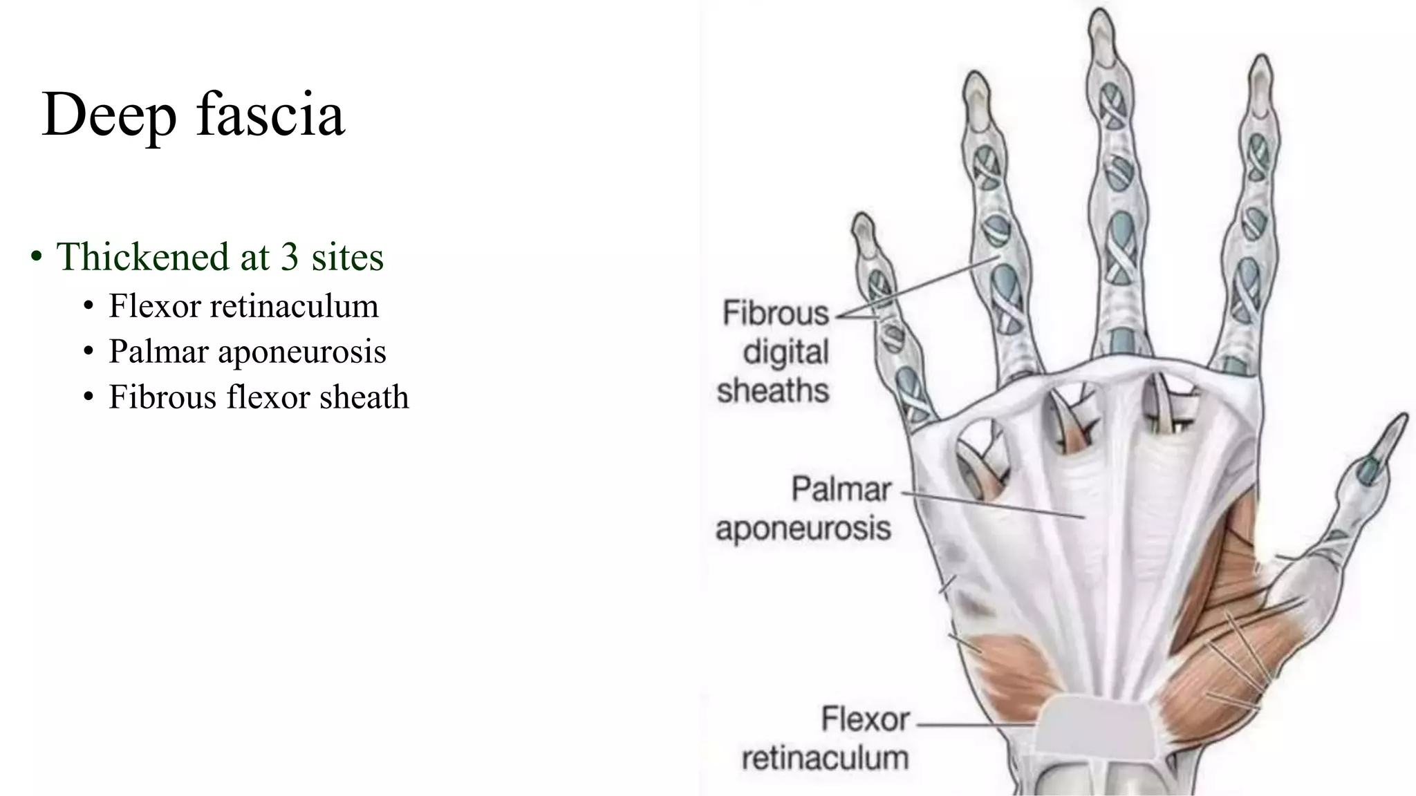 palmar aponeurosis & muscles.pptx