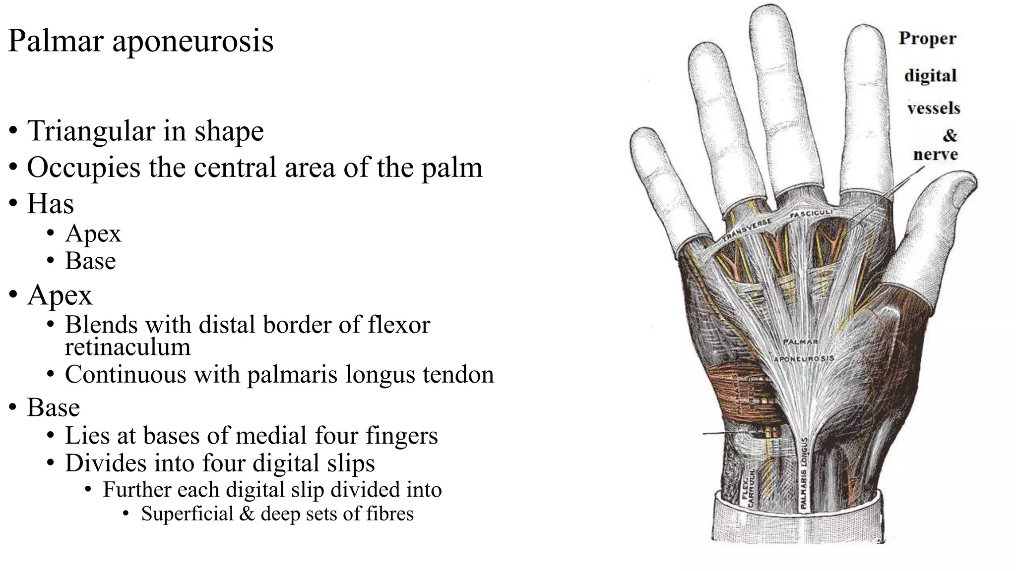 palmar aponeurosis & muscles.pptx