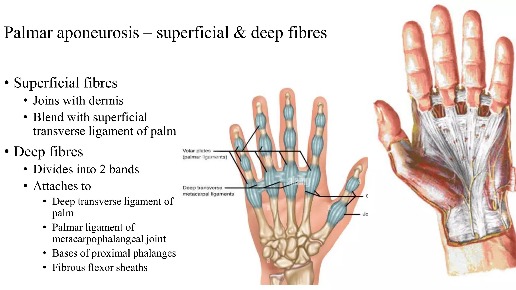 palmar aponeurosis & muscles.pptx