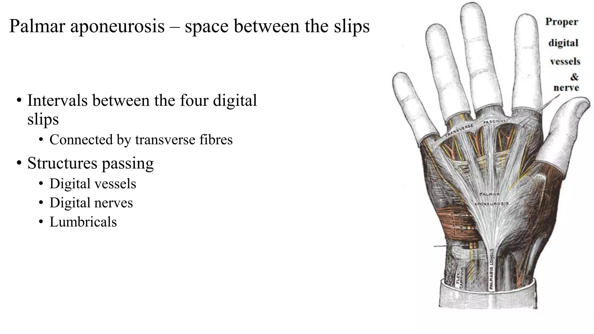 palmar aponeurosis & muscles.pptx