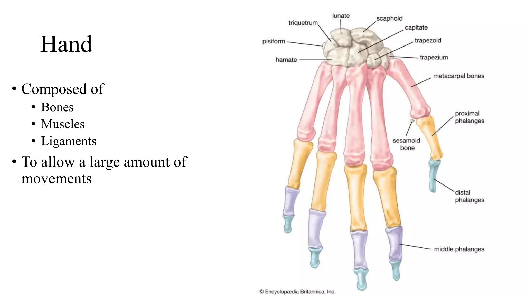 palmar aponeurosis & muscles.pptx