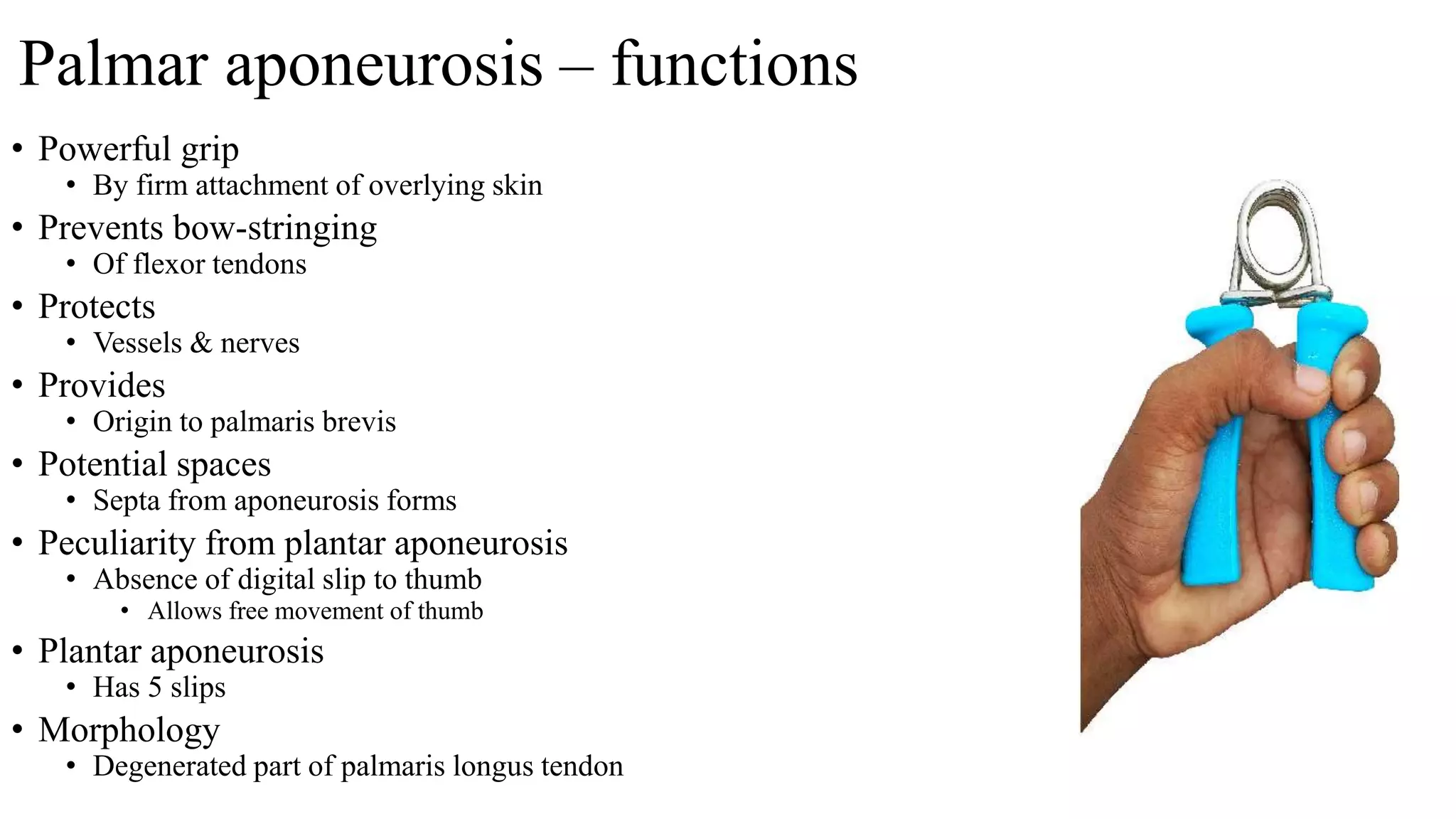 palmar aponeurosis & muscles.pptx