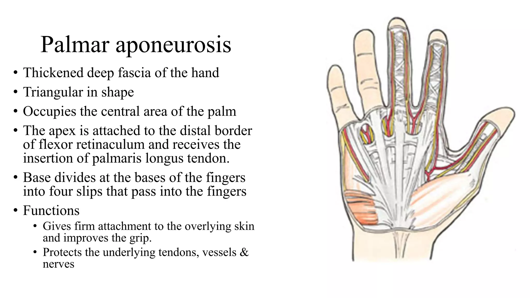 palmar aponeurosis & muscles.pptx