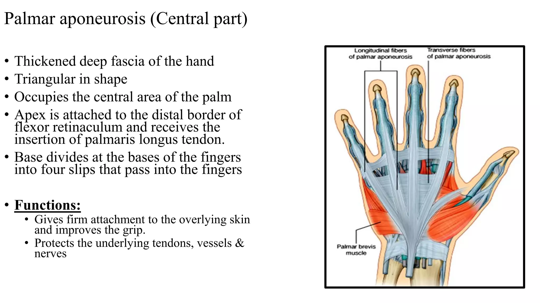 palmar aponeurosis & muscles.pptx