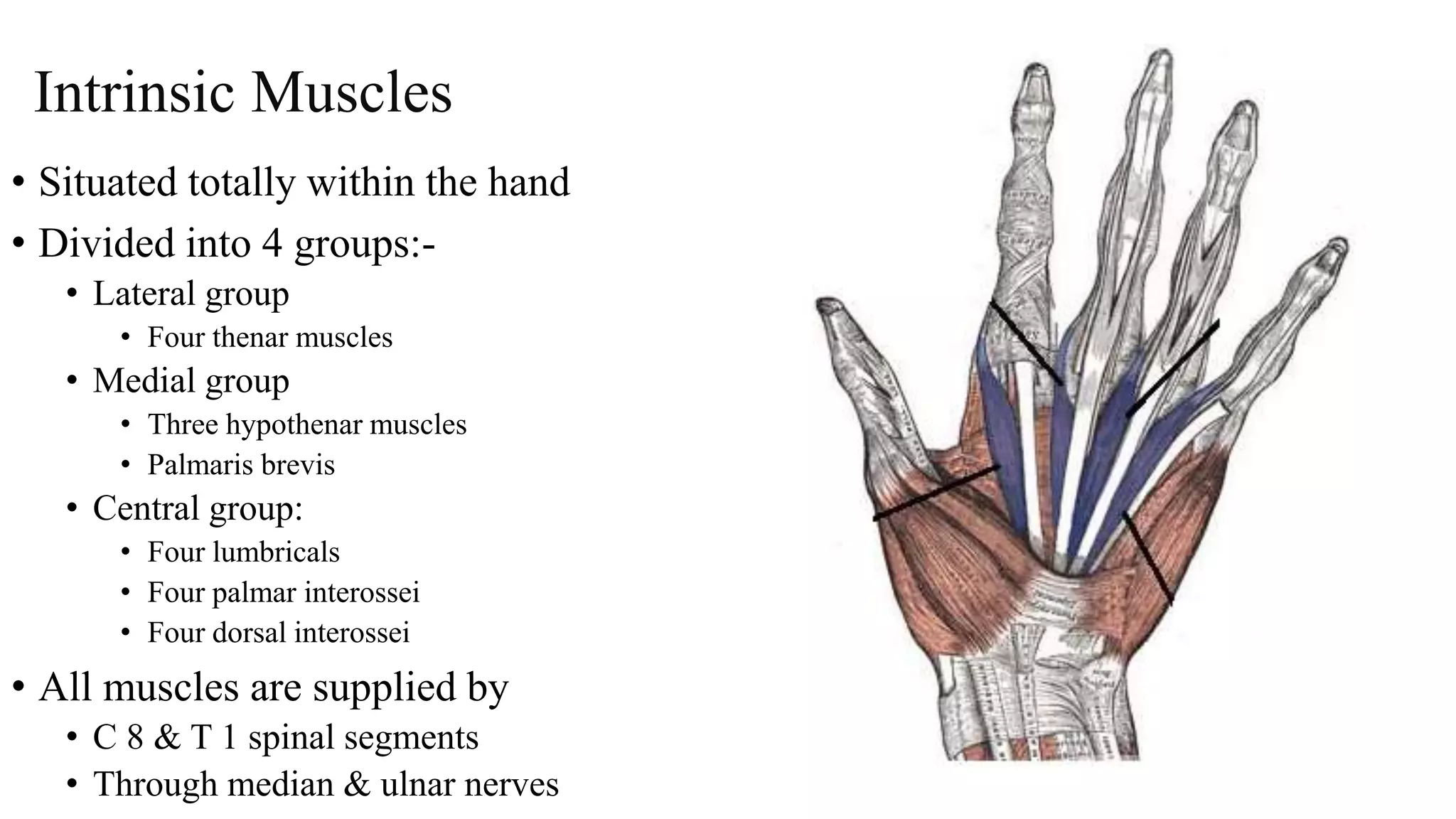 palmar aponeurosis & muscles.pptx