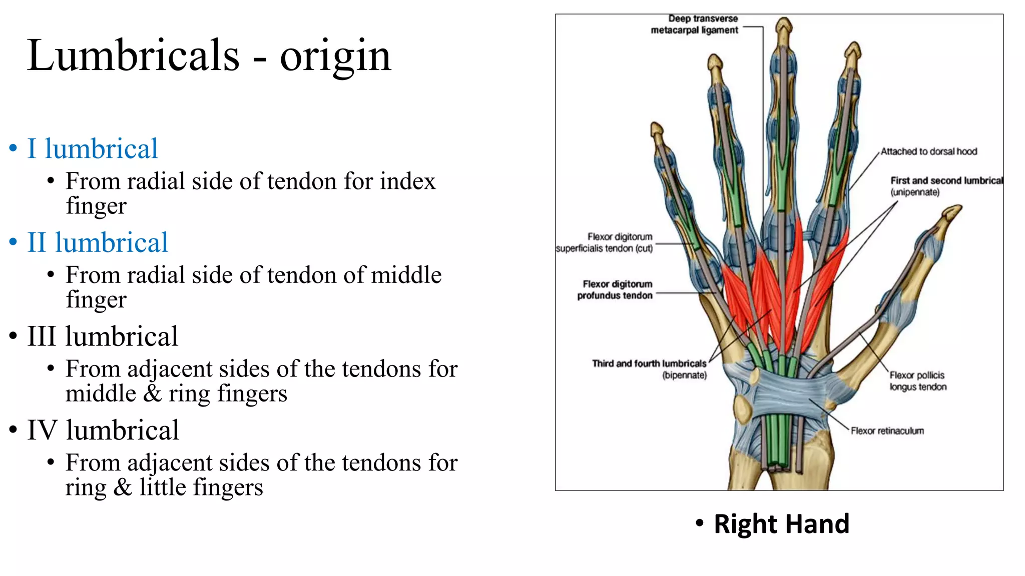 palmar aponeurosis & muscles.pptx