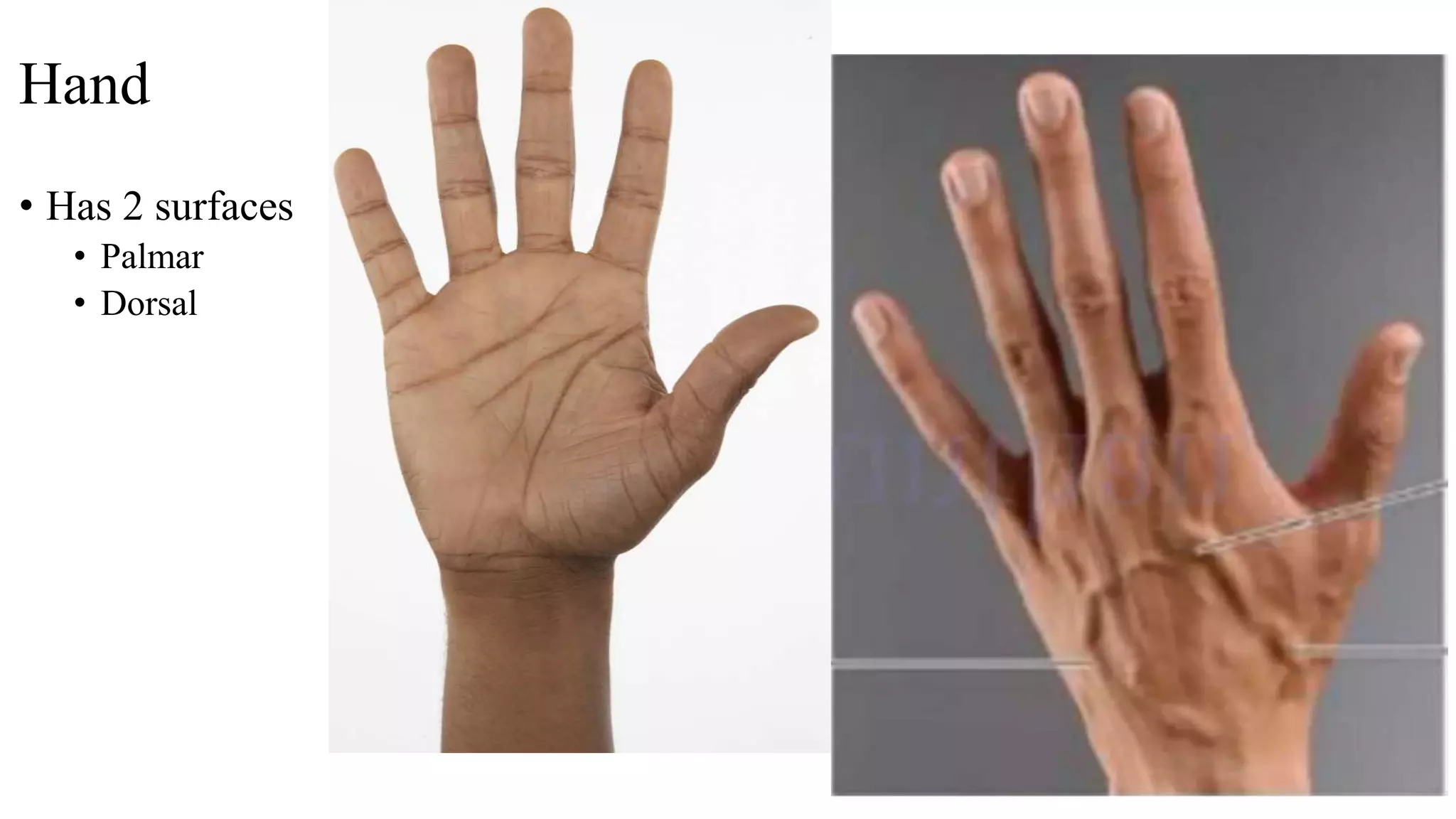 palmar aponeurosis & muscles.pptx