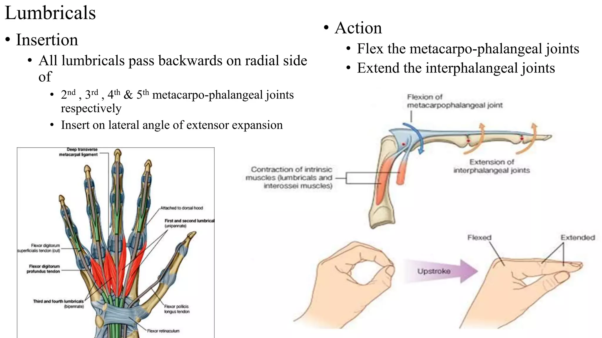 palmar aponeurosis & muscles.pptx
