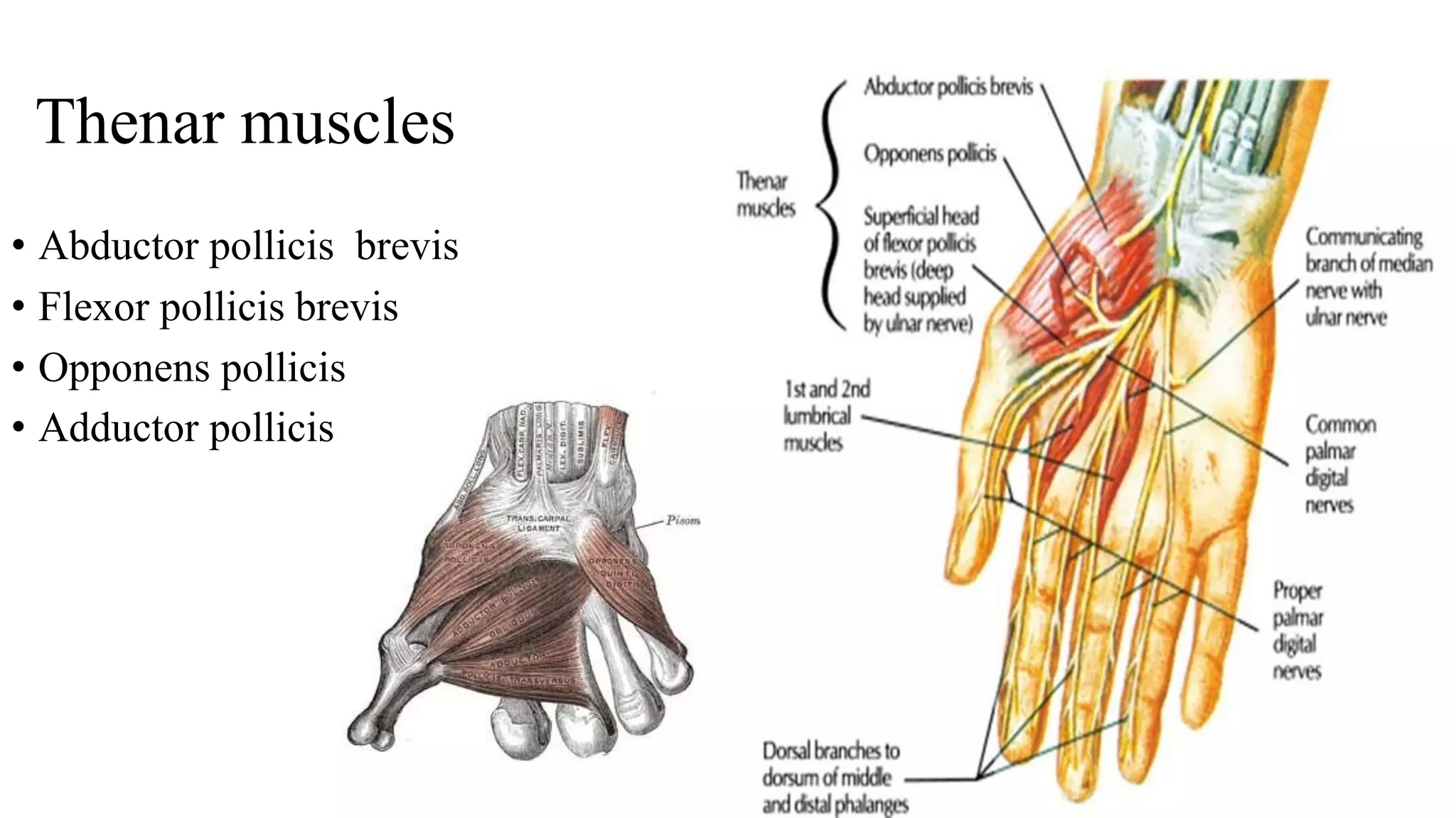 palmar aponeurosis & muscles.pptx