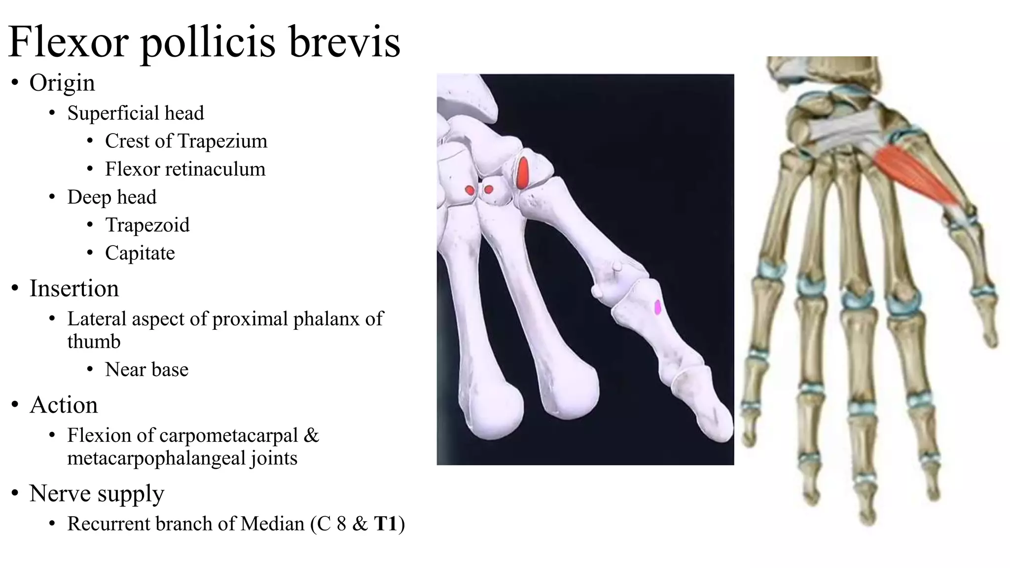 palmar aponeurosis & muscles.pptx