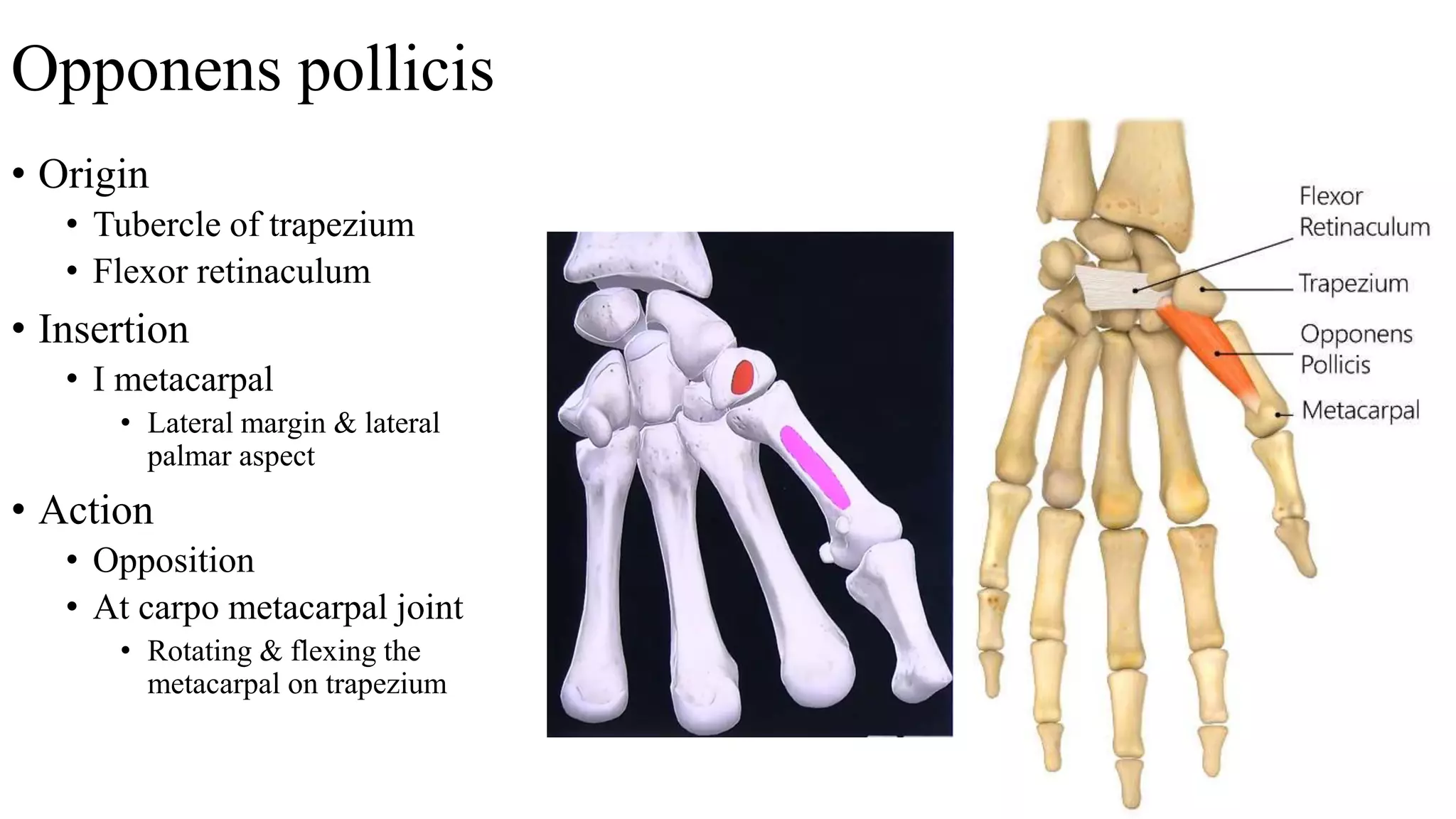 palmar aponeurosis & muscles.pptx