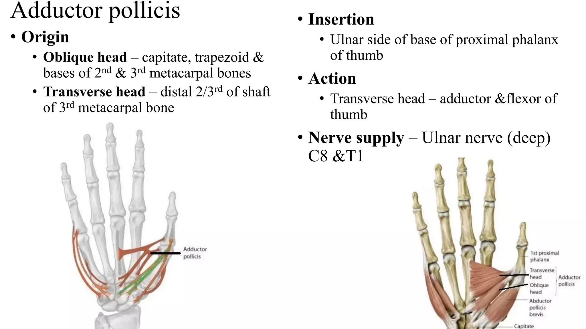 palmar aponeurosis & muscles.pptx