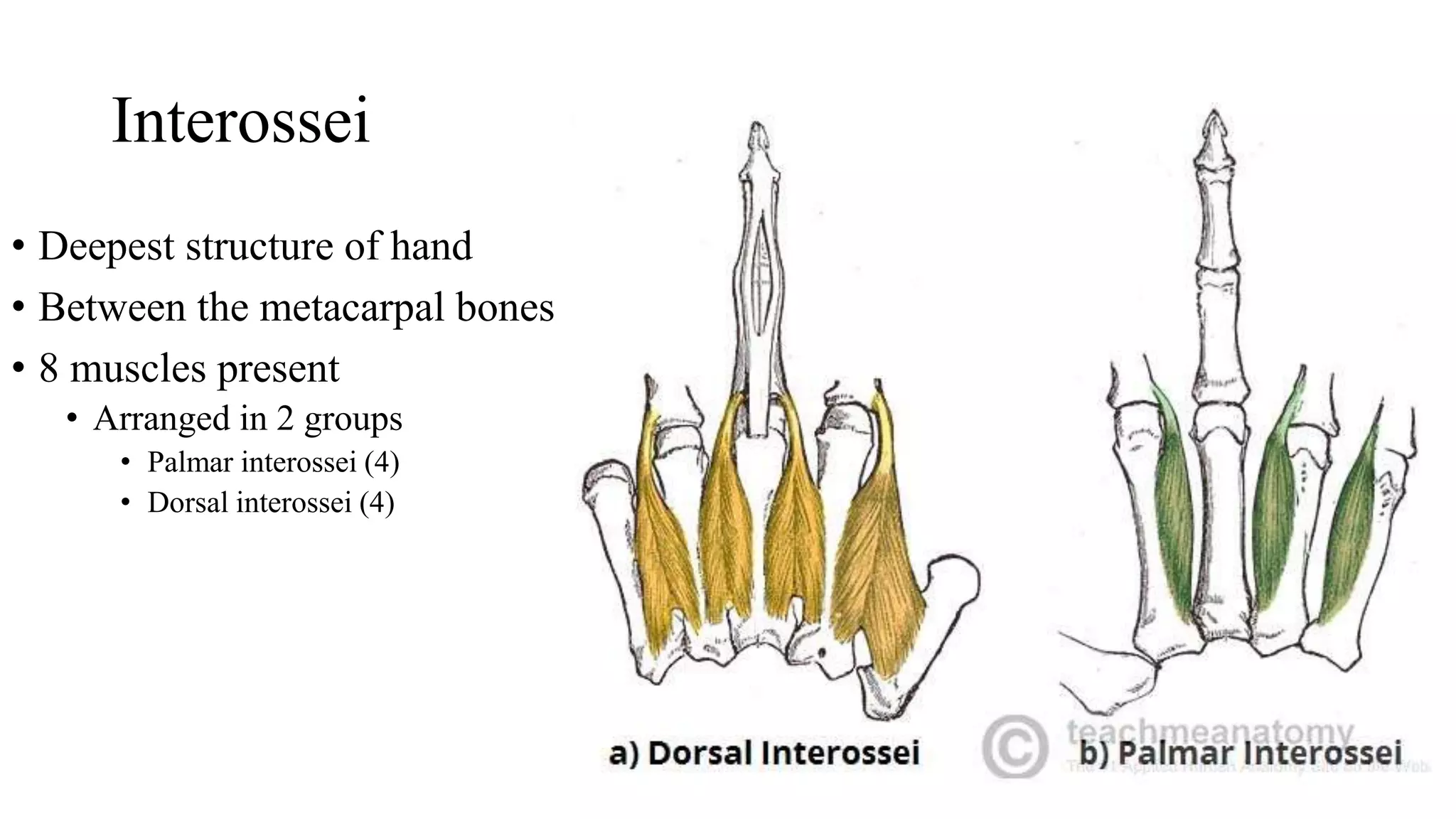palmar aponeurosis & muscles.pptx