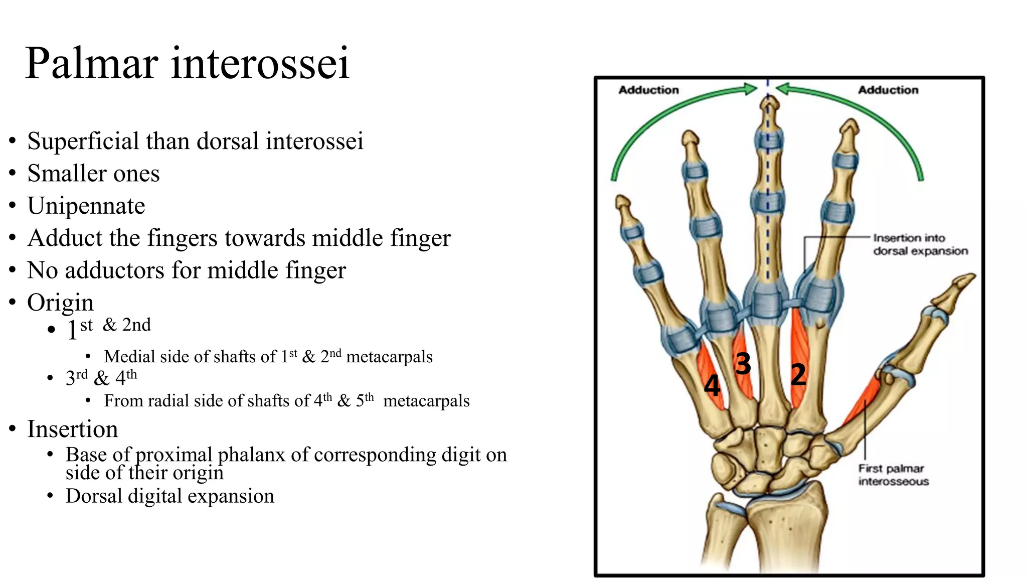 palmar aponeurosis & muscles.pptx