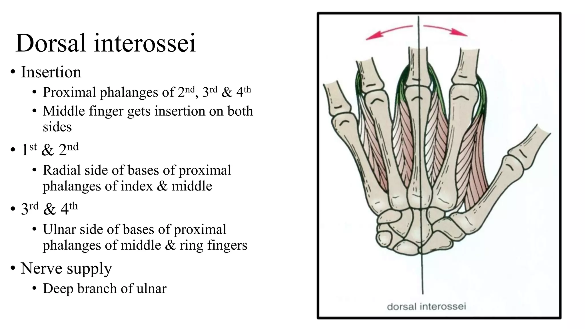 palmar aponeurosis & muscles.pptx