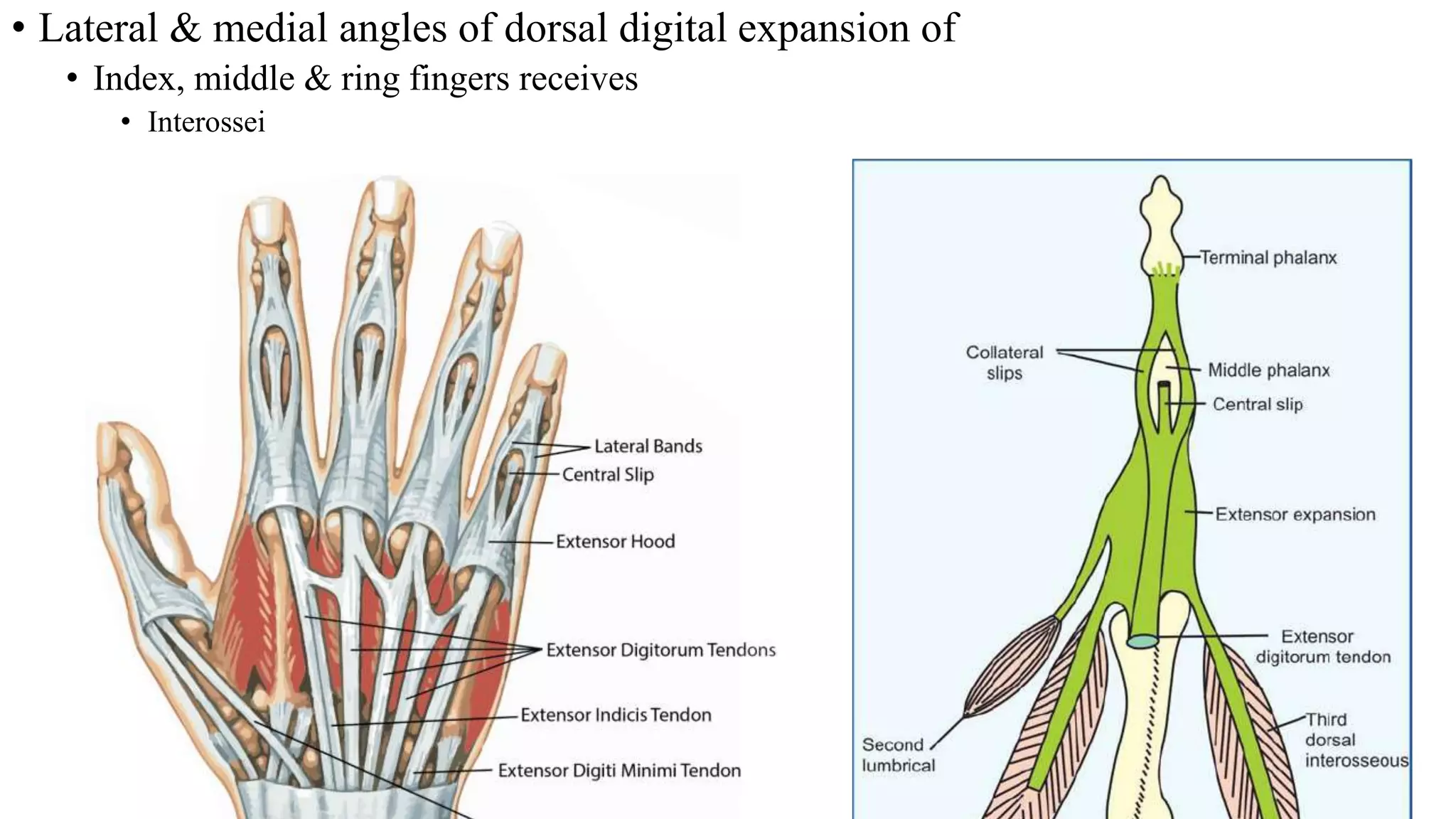 palmar aponeurosis & muscles.pptx