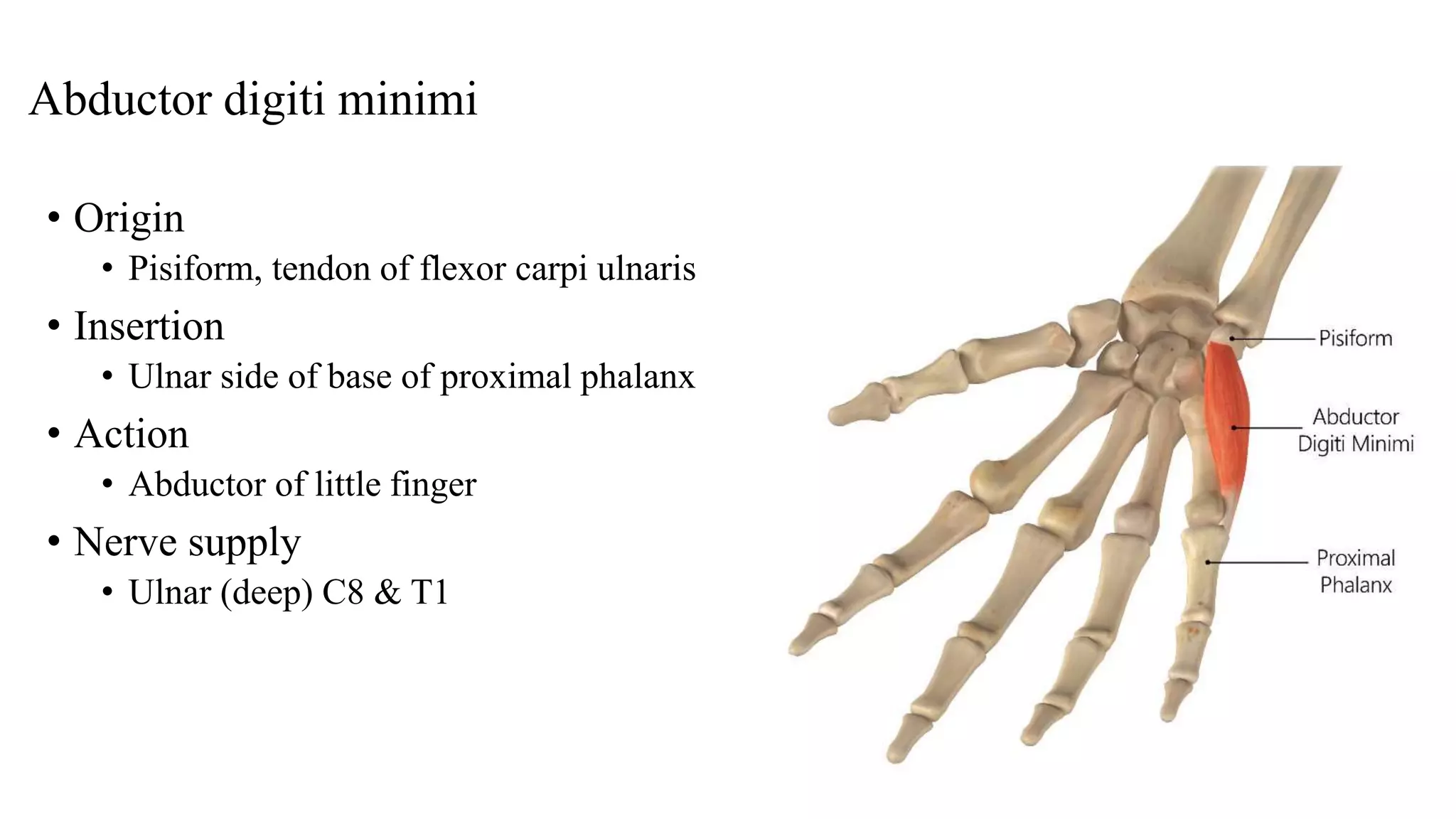 palmar aponeurosis & muscles.pptx
