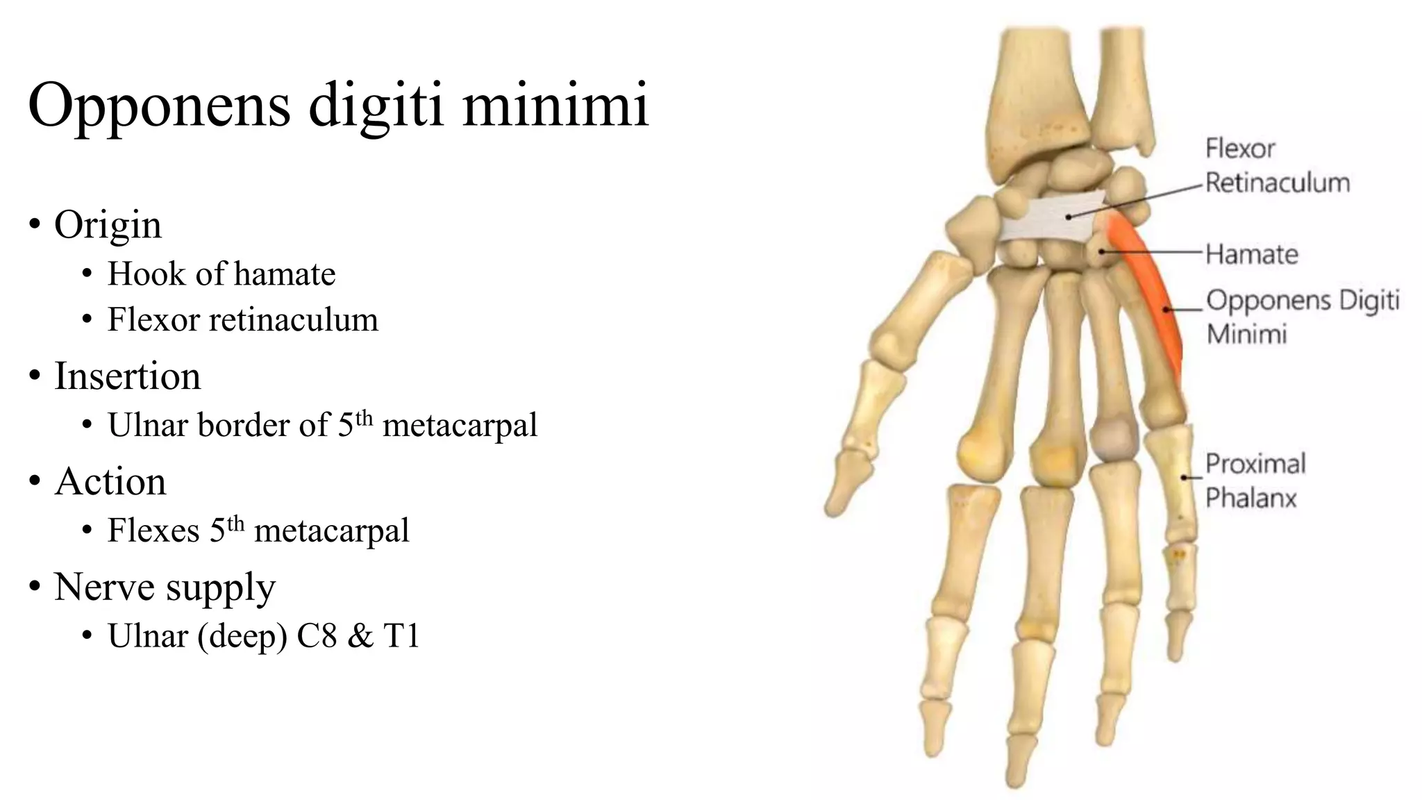palmar aponeurosis & muscles.pptx