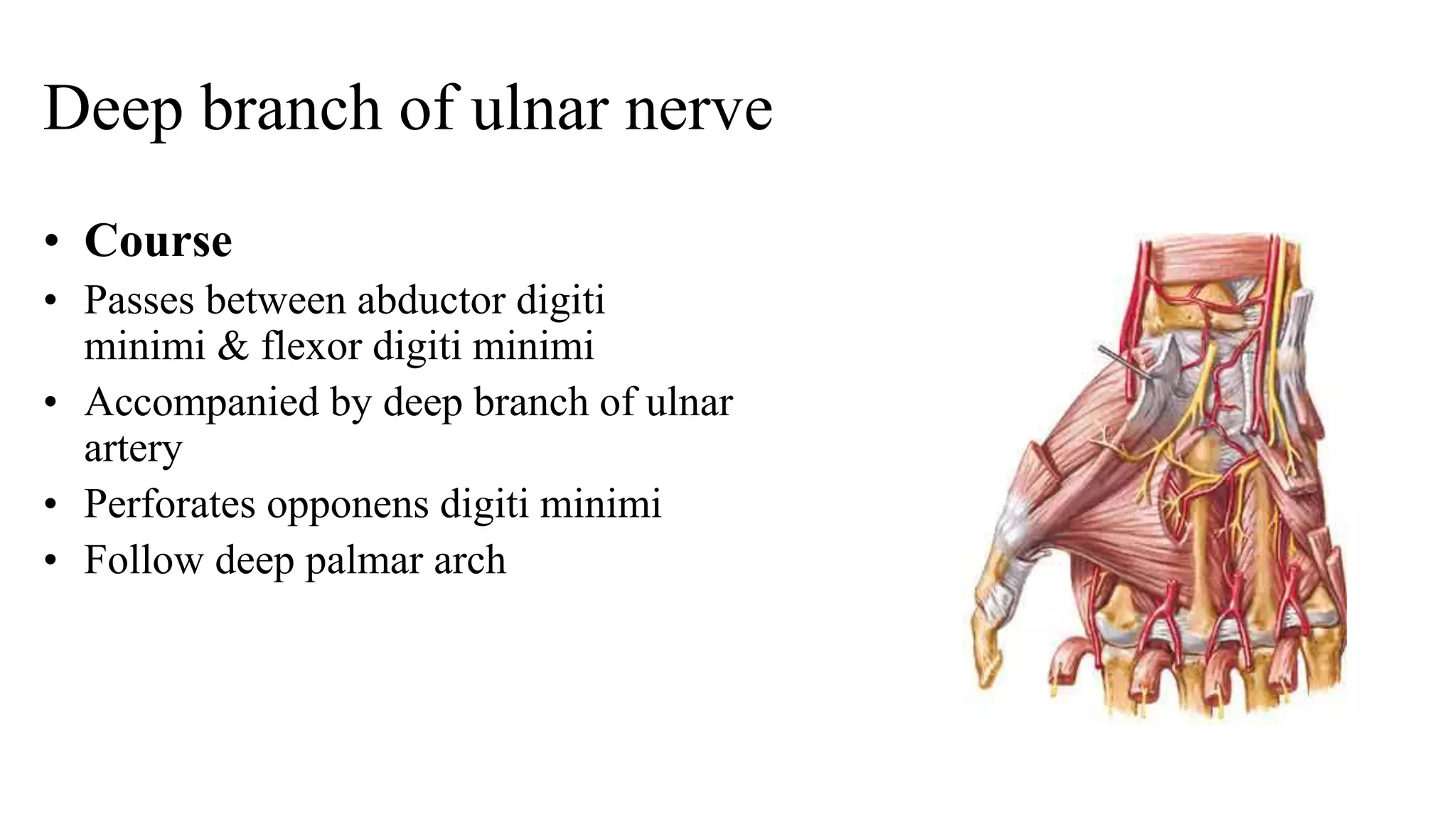 palmar aponeurosis & muscles.pptx