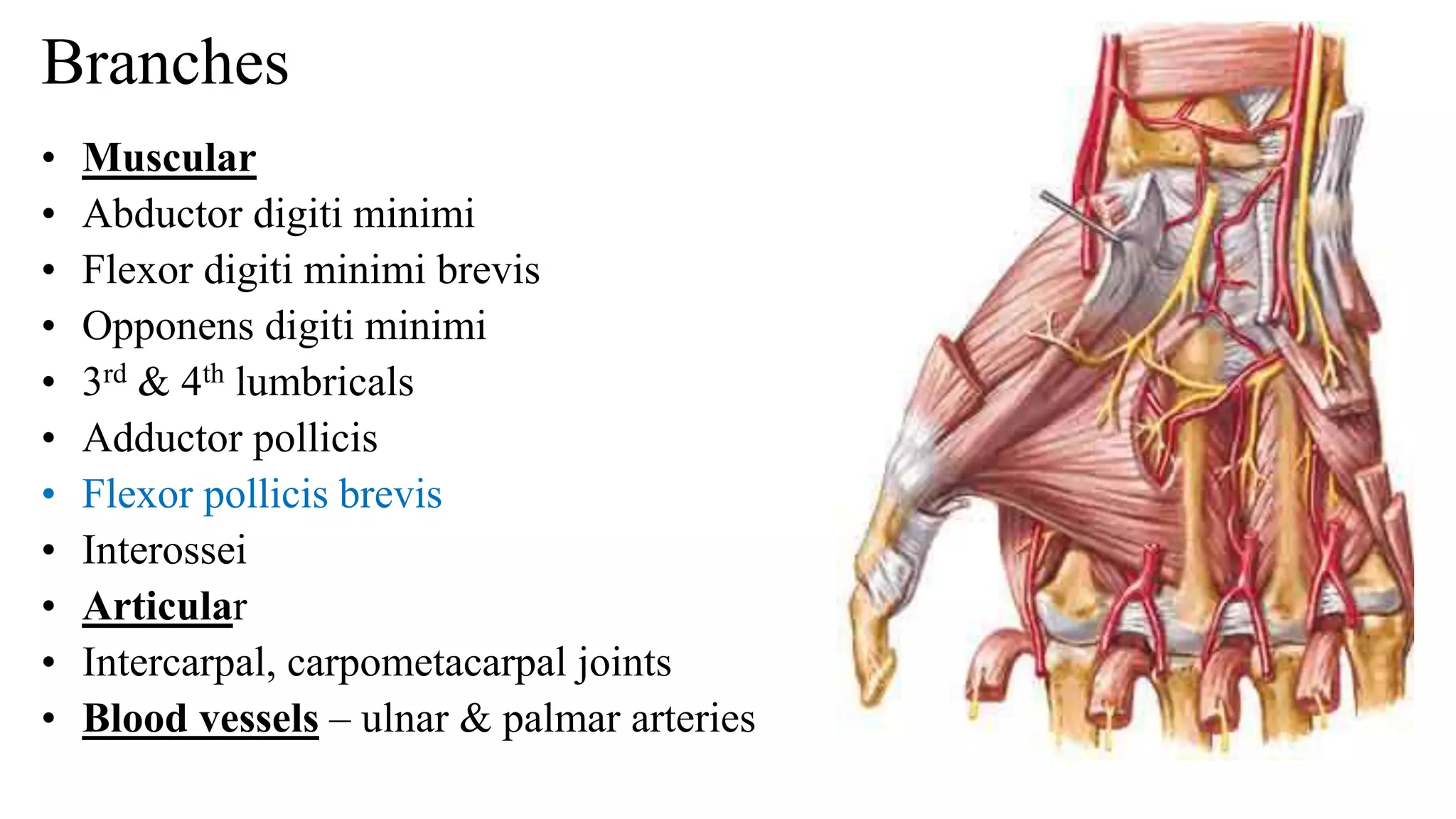 palmar aponeurosis & muscles.pptx