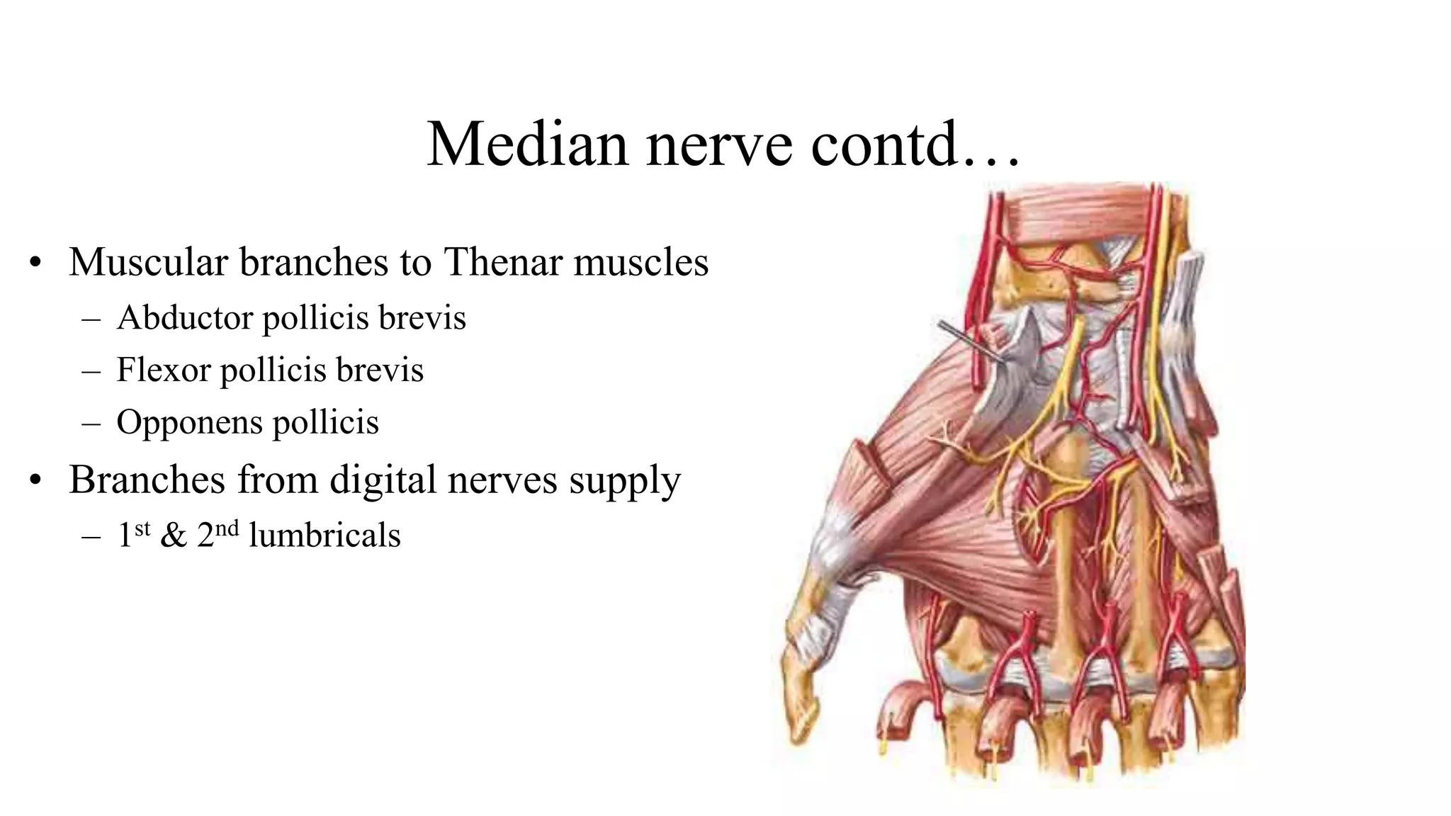 palmar aponeurosis & muscles.pptx