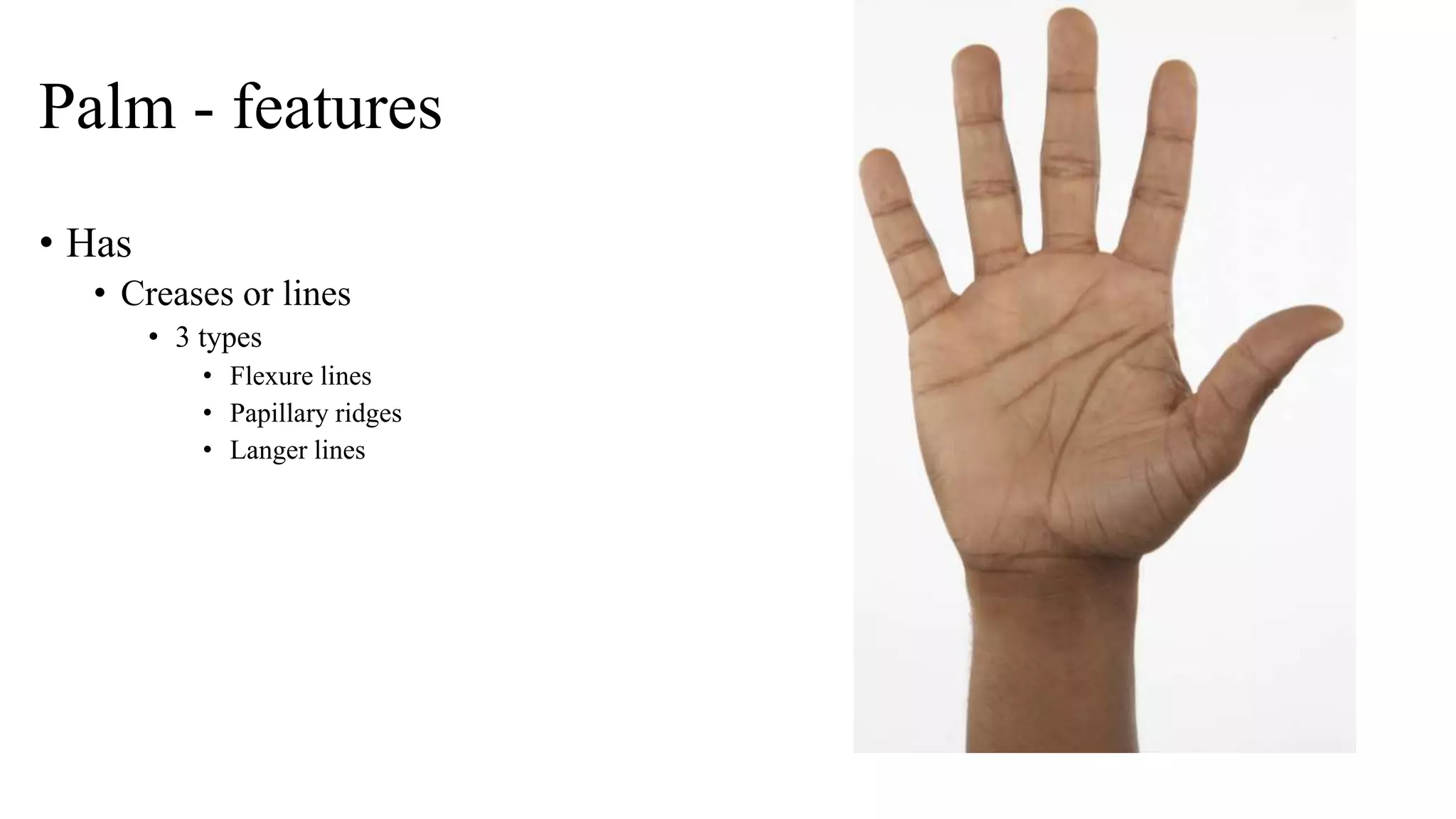 palmar aponeurosis & muscles.pptx