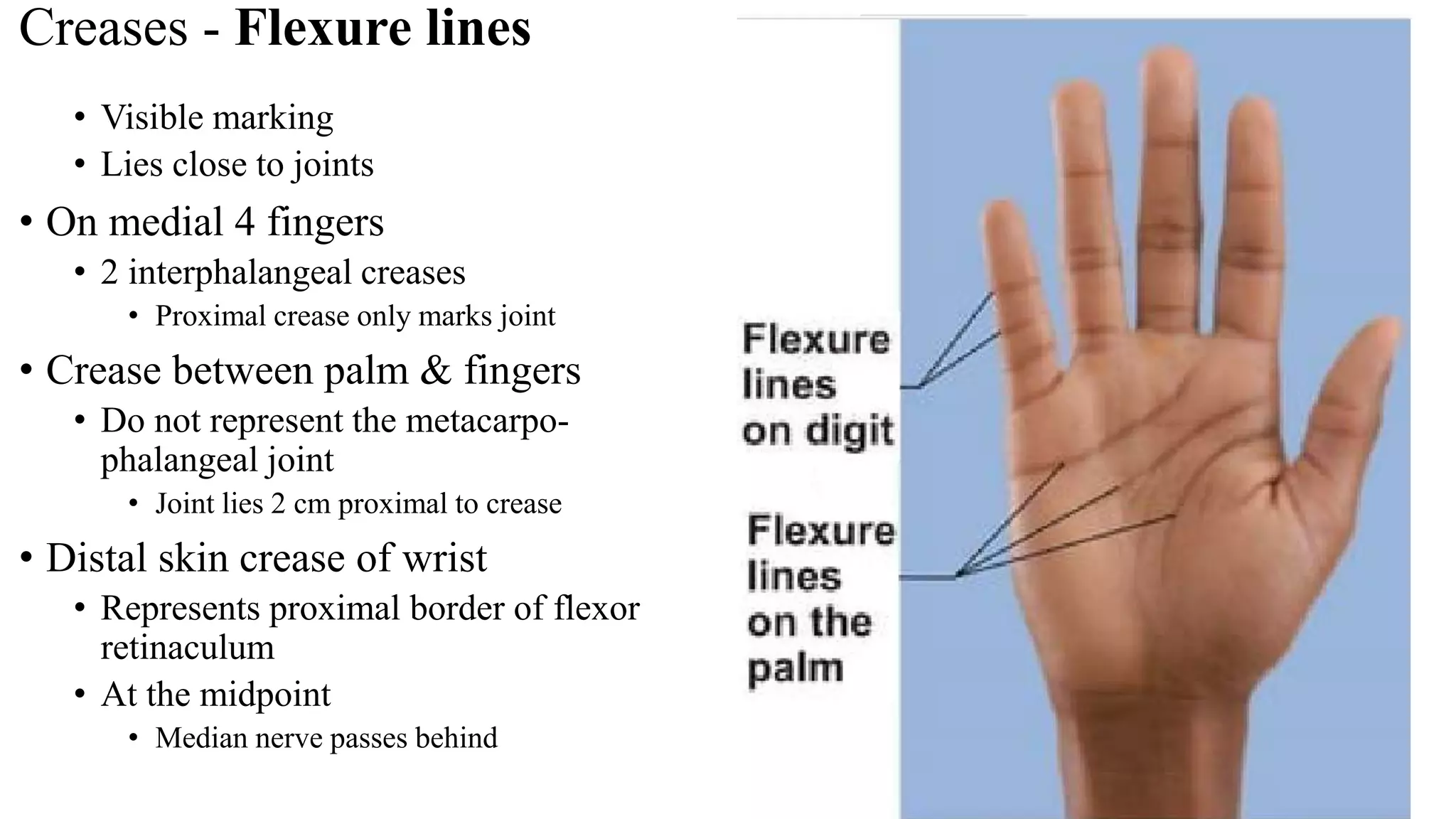 palmar aponeurosis & muscles.pptx