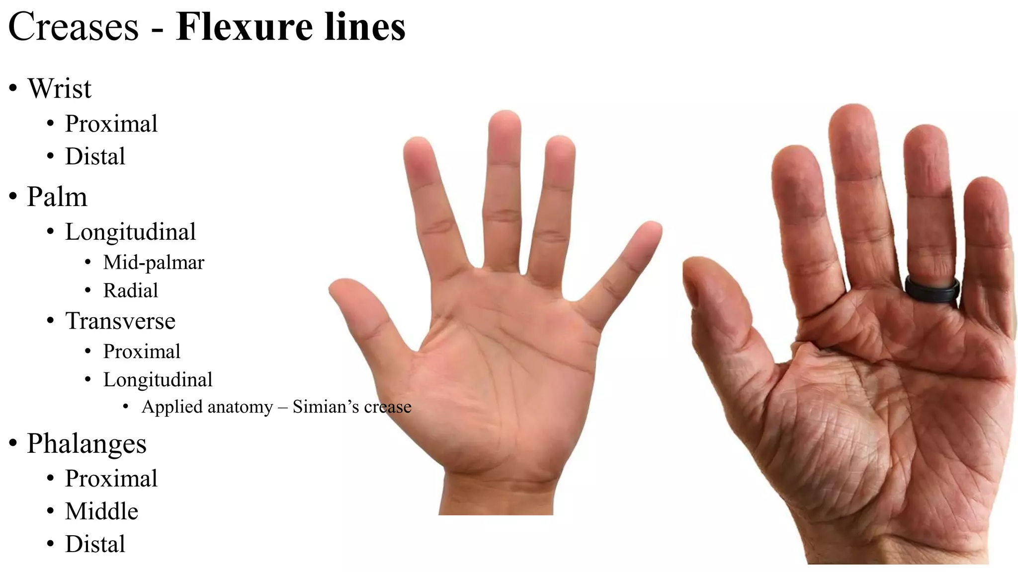 palmar aponeurosis & muscles.pptx