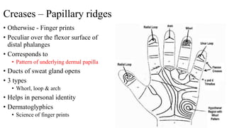palmar aponeurosis & muscles.pptx