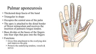 palmar aponeurosis & muscles.pptx